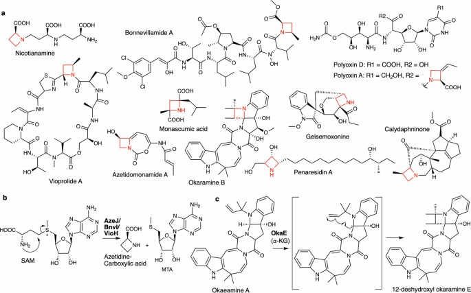 Azetidine amino acid biosynthesis by non-haem iron-dependent enzymes ...