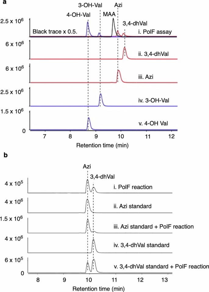 Azetidine amino acid biosynthesis by non-haem iron-dependent enzymes ...