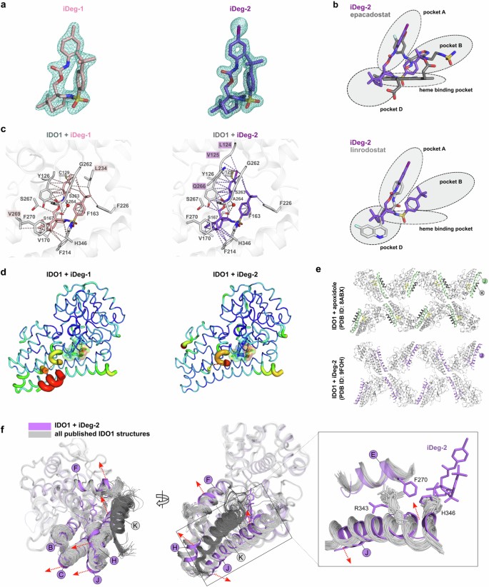 Monovalent pseudo-natural products supercharge degradation of IDO1 by ...