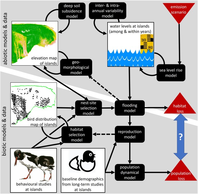 Sea-level rise causes shorebird population collapse before habitats ...