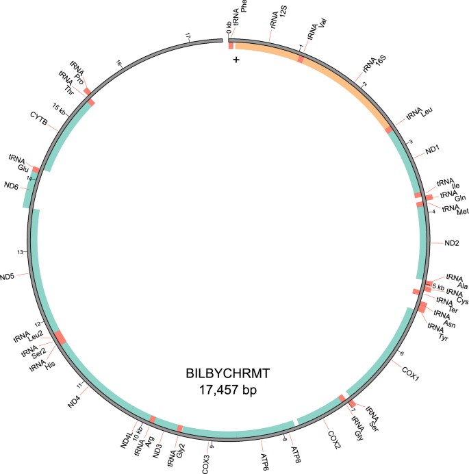 Extant and extinct bilby genomes combined with Indigenous knowledge ...