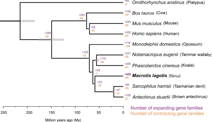 Extant and extinct bilby genomes combined with Indigenous knowledge ...