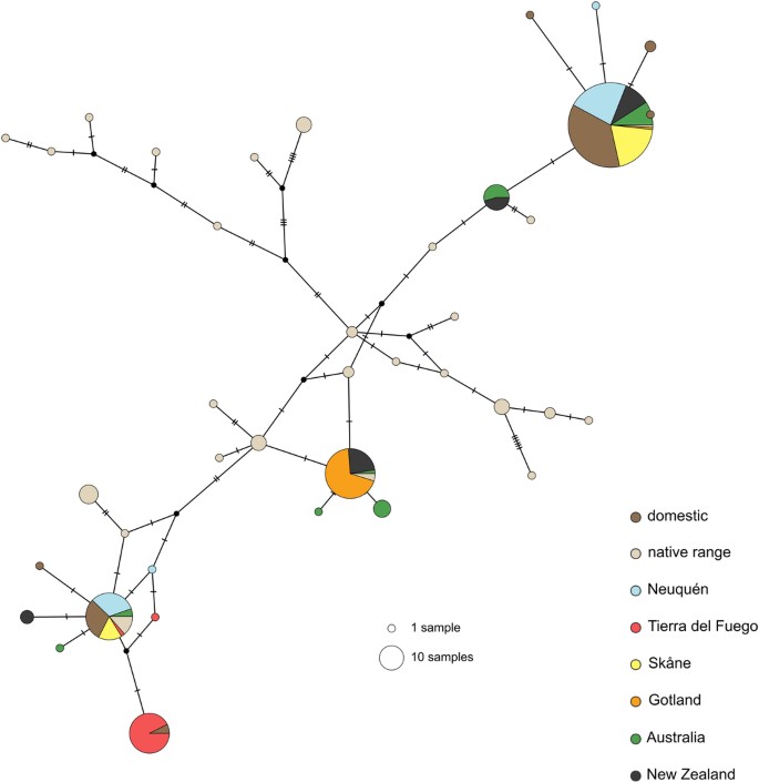 Selection against domestication alleles in introduced rabbit ...
