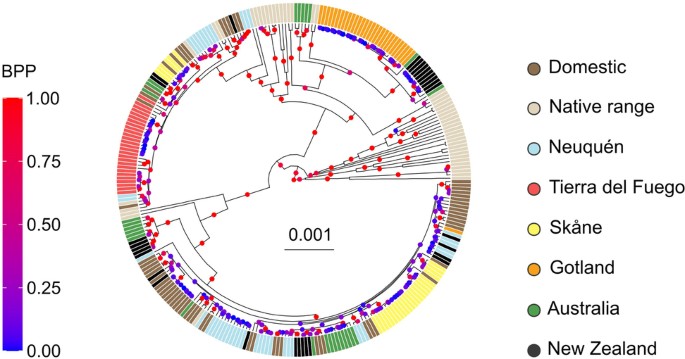 Selection against domestication alleles in introduced rabbit ...