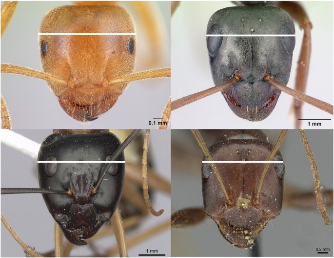Larger colony sizes favoured the evolution of more worker castes in ...