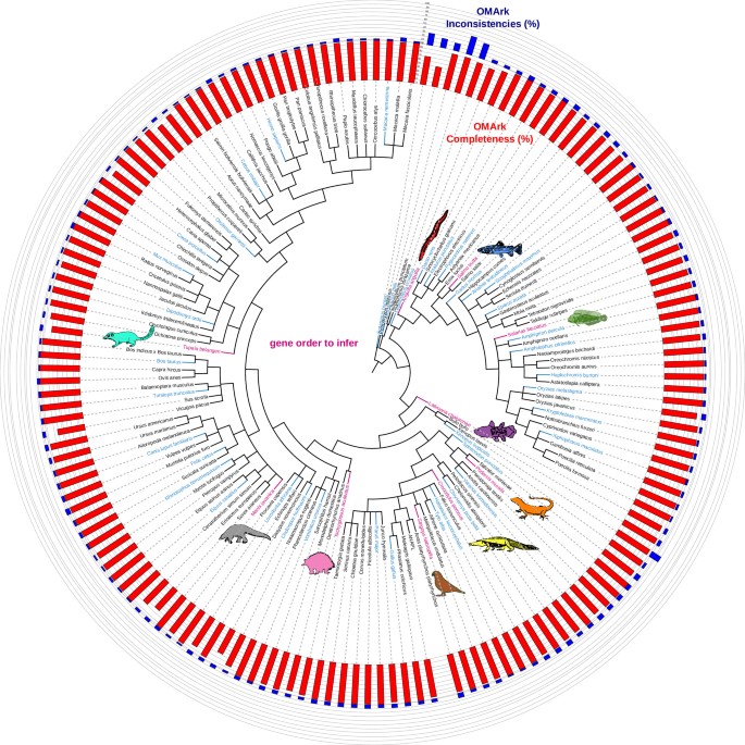 EdgeHOG: a method for fine-grained ancestral gene order inference at ...