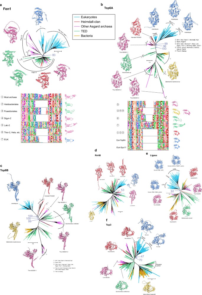 Serial innovations by Asgard archaea shaped the DNA replication ...