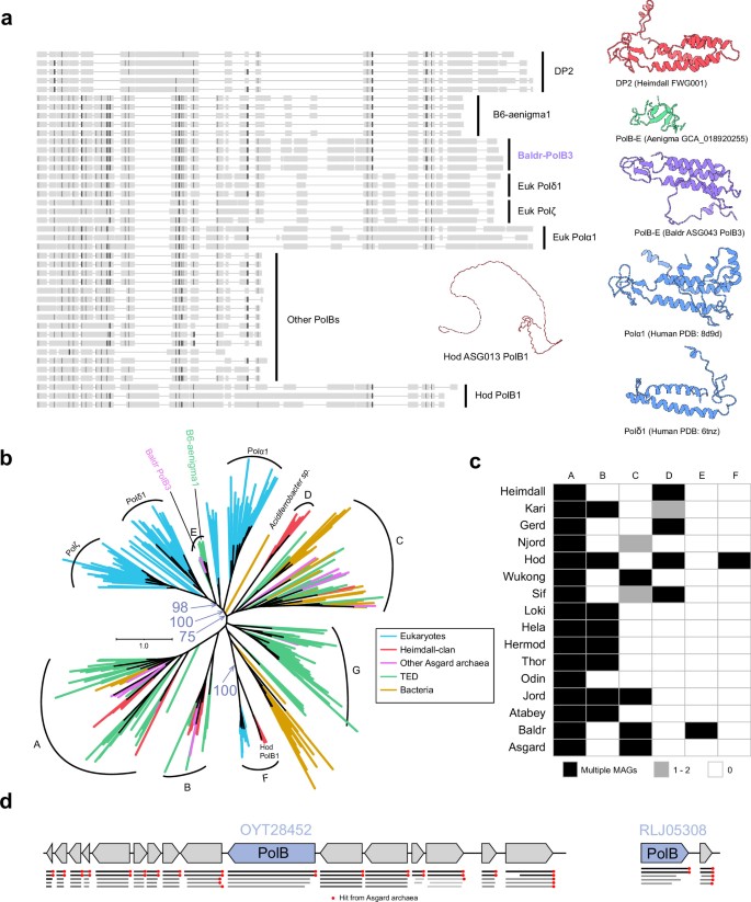 Serial innovations by Asgard archaea shaped the DNA replication ...