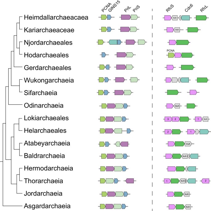 Serial innovations by Asgard archaea shaped the DNA replication ...