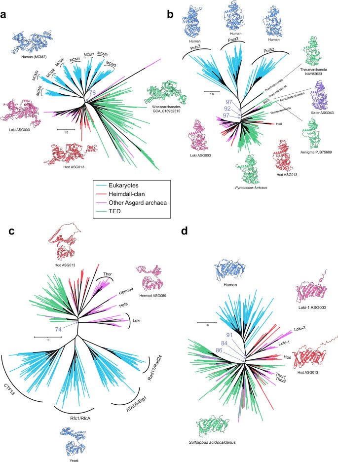 Serial innovations by Asgard archaea shaped the DNA replication ...