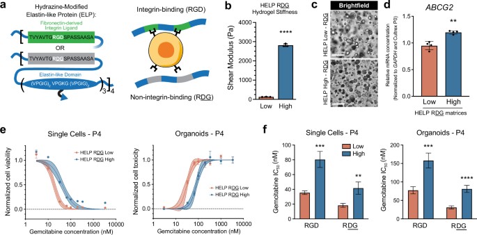 Engineered matrices reveal stiffness-mediated chemoresistance in ...