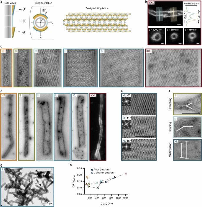 Self-assembled cell-scale containers made from DNA origami membranes ...