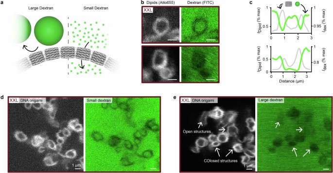 Self-assembled cell-scale containers made from DNA origami membranes ...