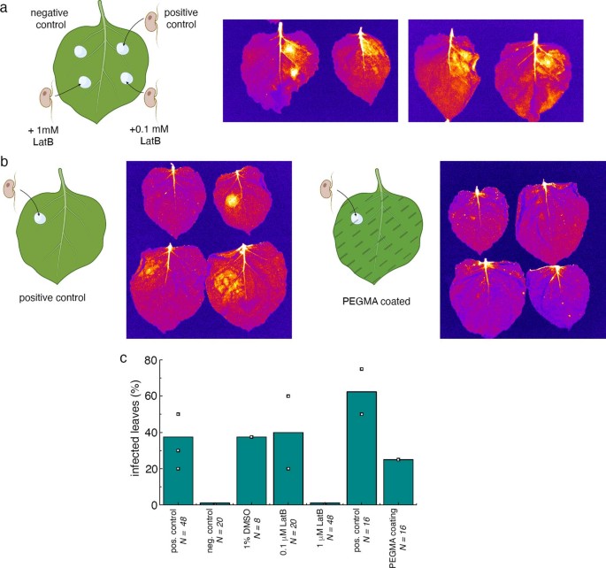 A slicing mechanism facilitates host entry by plant-pathogenic ...