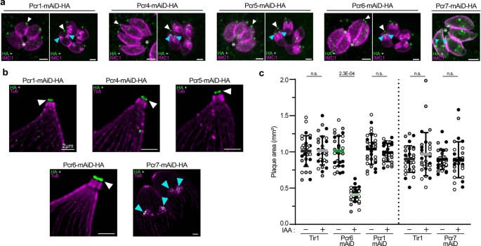 Conoid extrusion regulates glideosome assembly to control motility and ...