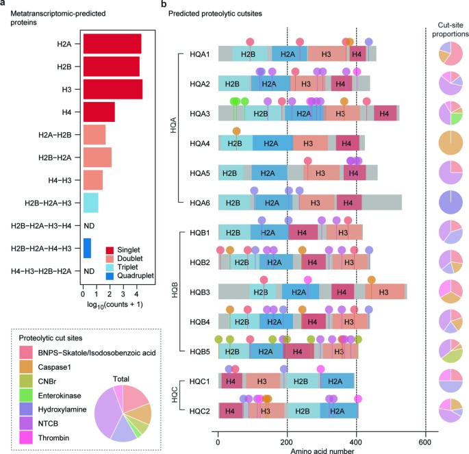 Self-assembling viral histones are evolutionary intermediates between ...