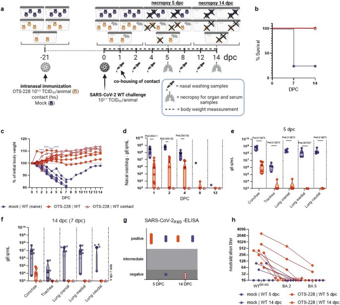 A safe, effective and adaptable live-attenuated SARS-CoV-2 vaccine to reduce disease and ...