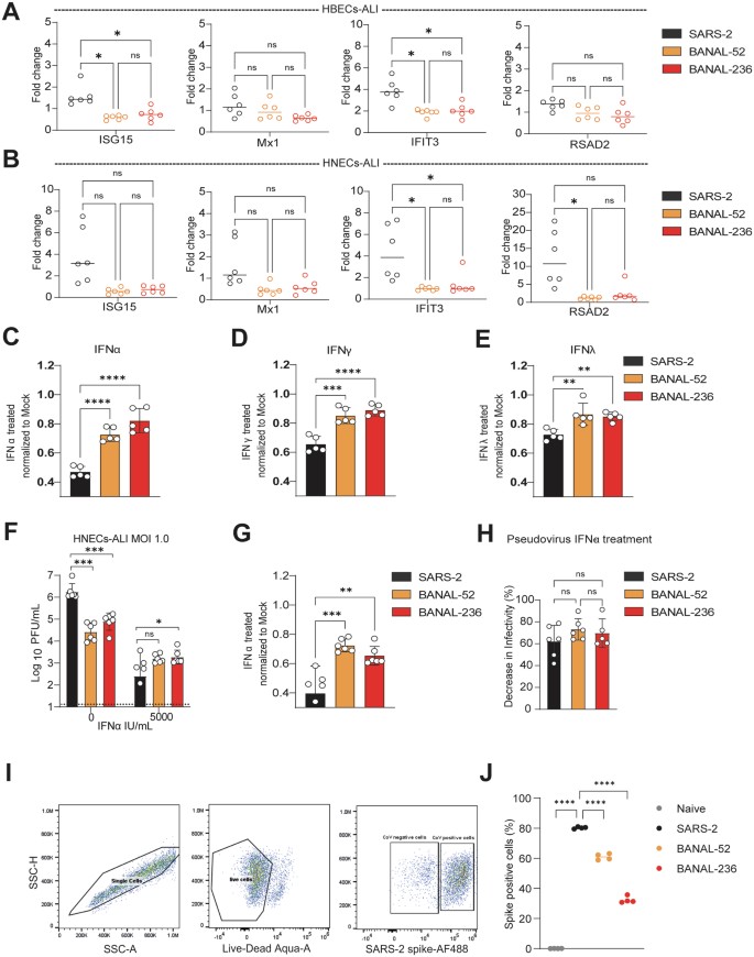 SARS-CoV-2-related bat viruses evade human intrinsic immunity but lack ...