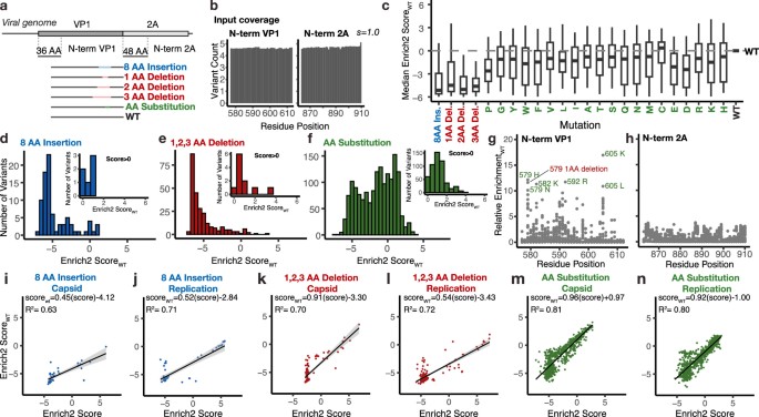 Deep mutation, insertion and deletion scanning across the Enterovirus A ...