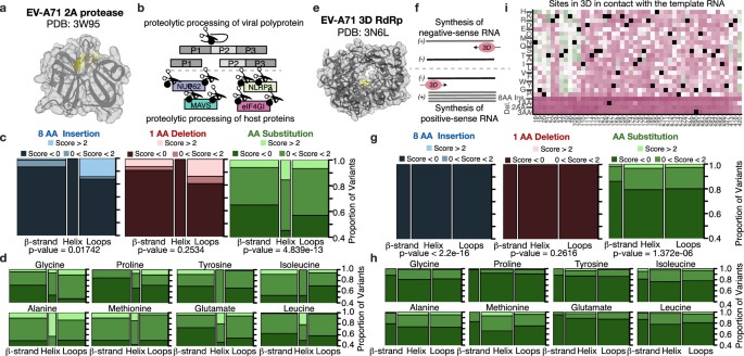 Deep mutation, insertion and deletion scanning across the Enterovirus A ...
