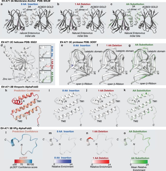 Deep mutation, insertion and deletion scanning across the Enterovirus A ...