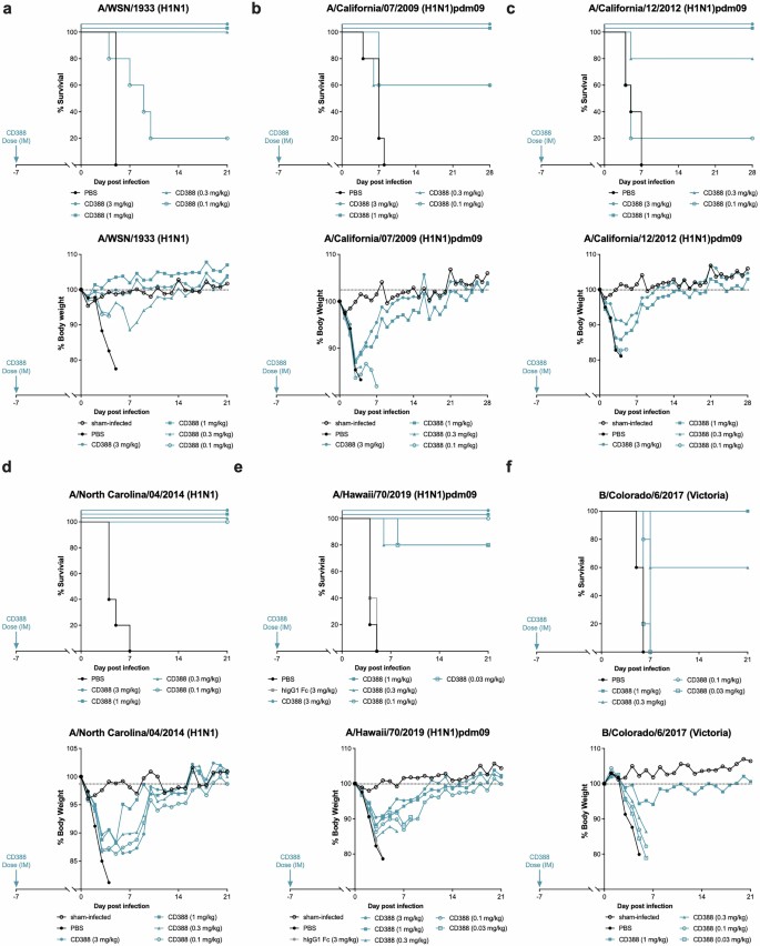 Drug–Fc conjugate CD388 targets influenza virus neuraminidase and is ...