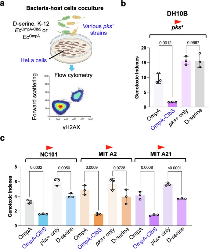 Surface expression of antitoxin on engineered bacteria neutralizes ...