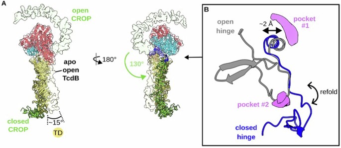 Structure-guided design of a synthetic bile acid that inhibits ...