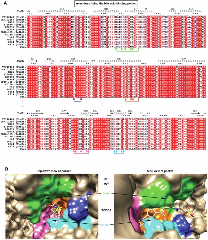 Structure-guided design of a synthetic bile acid that inhibits ...