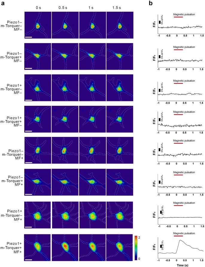 In vivo magnetogenetics for cell-type-specific targeting and modulation ...