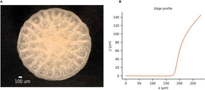 The biophysical basis of bacterial colony growth | Nature Physics