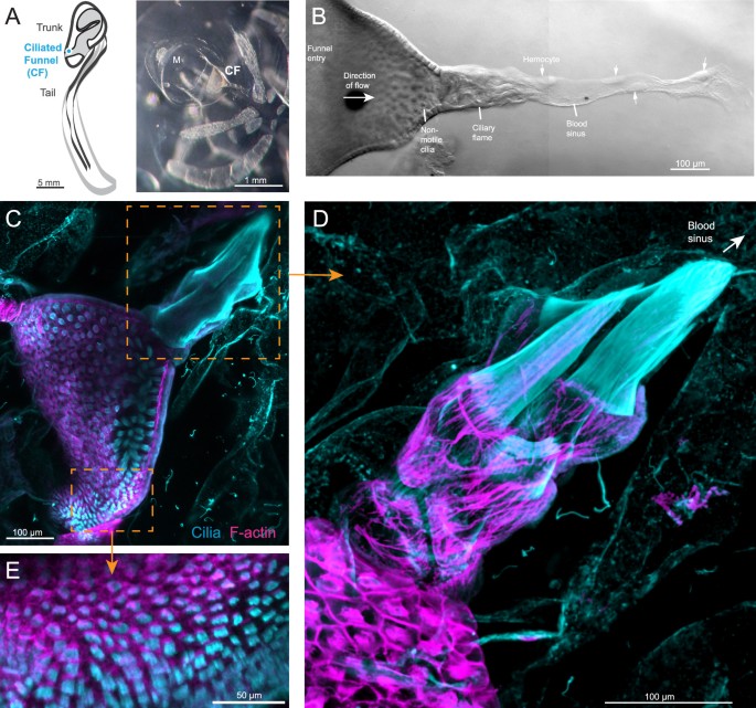 Flow physics guides morphology of ciliated organs | Nature Physics