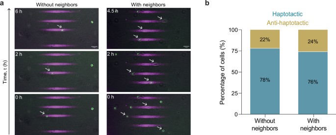 Single-cell migration along and against confined haptotactic gradients ...