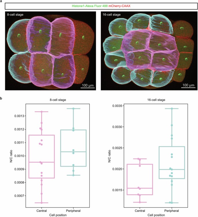 Geometry-driven asymmetric cell divisions pattern cell cycles and ...