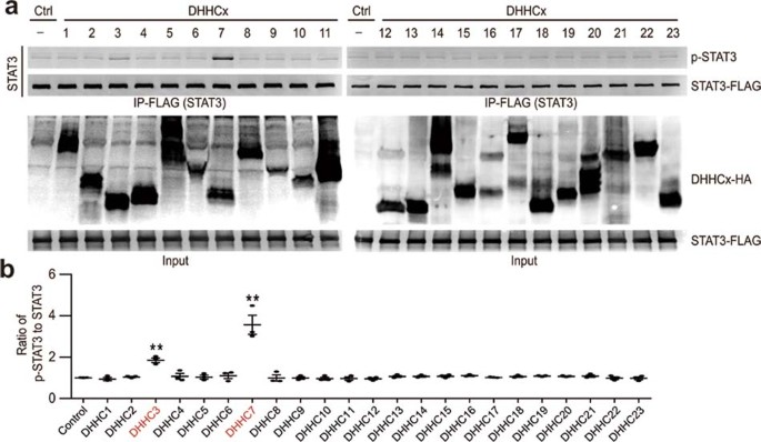 A STAT3 palmitoylation cycle promotes TH17 differentiation and colitis ...