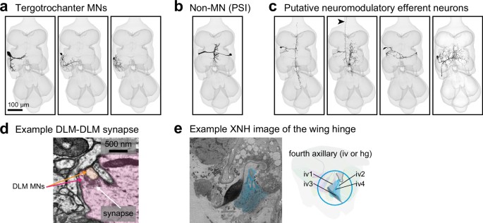 Connectomic reconstruction of a female Drosophila ventral nerve cord ...