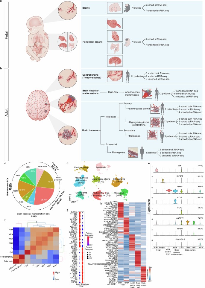 Single-cell atlas of the human brain vasculature across development ...
