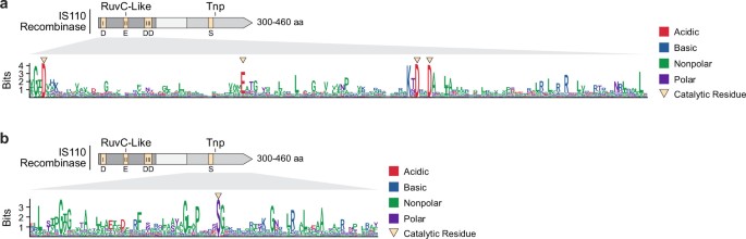 Bridge RNAs direct programmable recombination of target and donor DNA ...