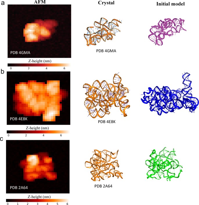 Determining structures of RNA conformers using AFM and deep neural ...
