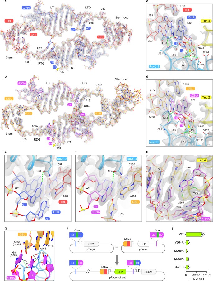 Structural mechanism of bridge RNA-guided recombination | Nature