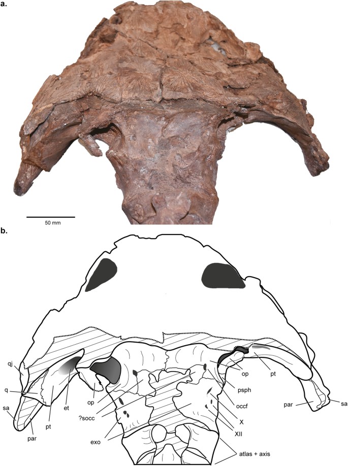 Giant stem tetrapod was apex predator in Gondwanan late Palaeozoic ice ...