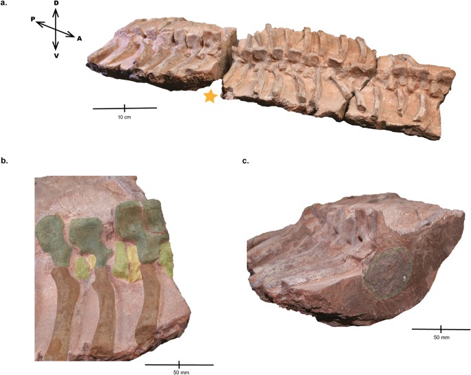 Giant stem tetrapod was apex predator in Gondwanan late Palaeozoic ice ...
