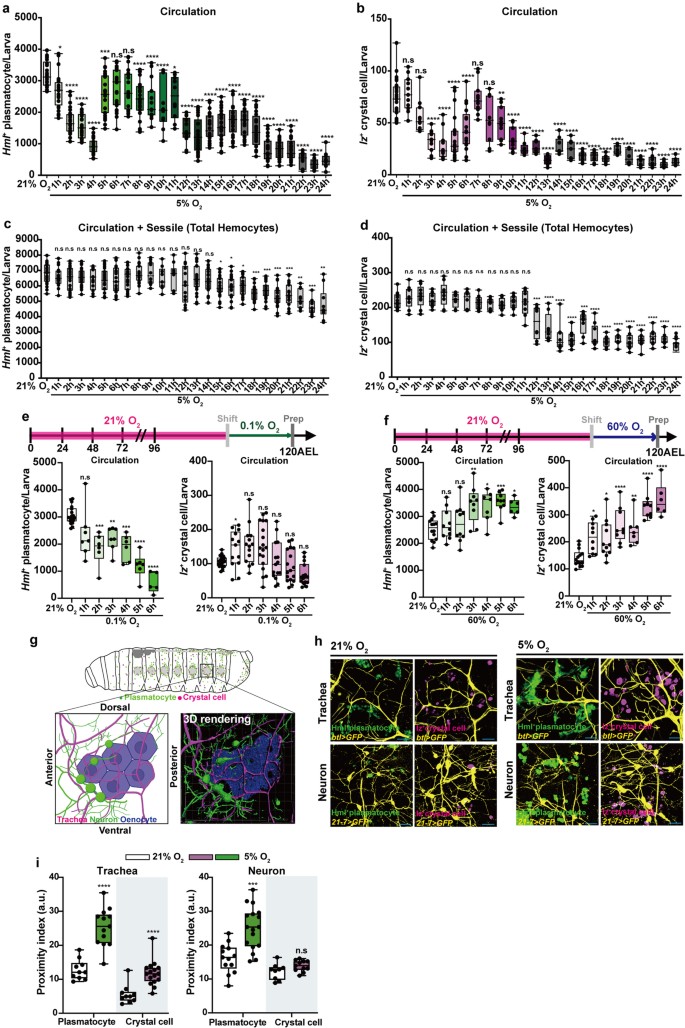 Drosophila immune cells transport oxygen through PPO2 protein phase ...