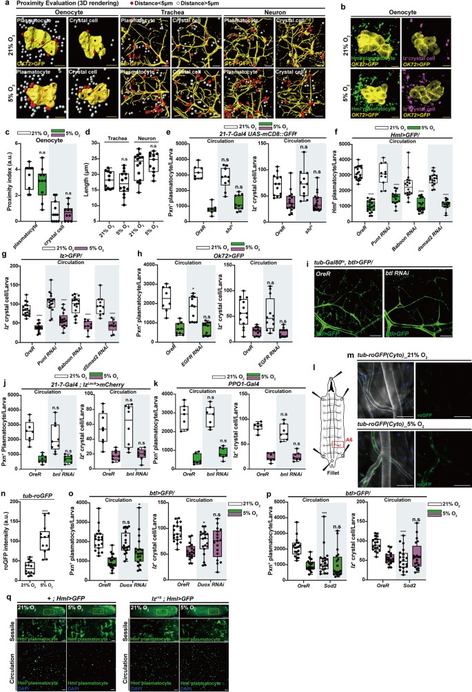 Drosophila immune cells transport oxygen through PPO2 protein phase ...