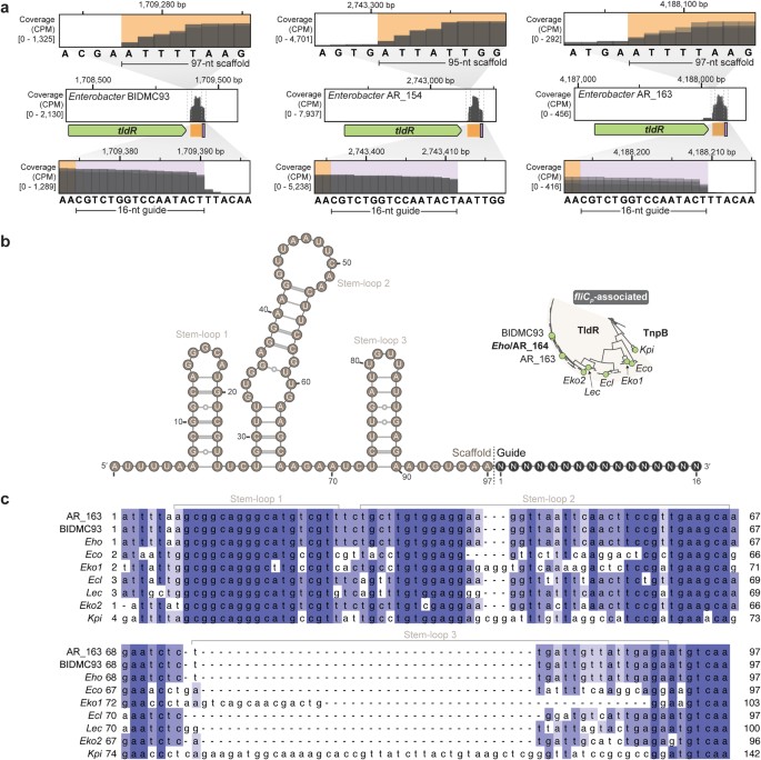 TnpB homologues exapted from transposons are RNA-guided transcription ...