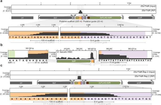 TnpB homologues exapted from transposons are RNA-guided transcription ...