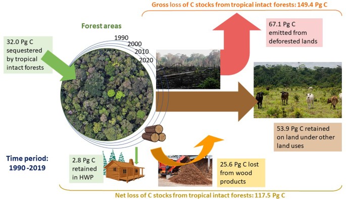 The enduring world forest carbon sink | Nature