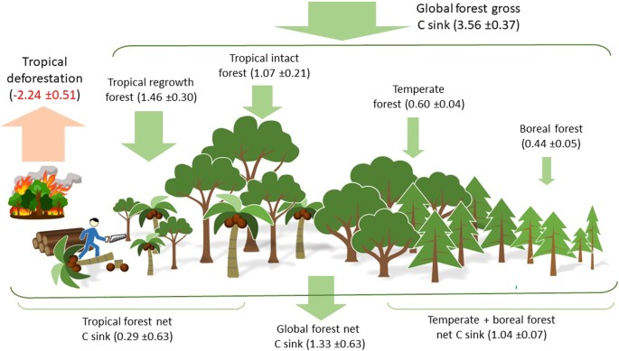 The enduring world forest carbon sink | Nature