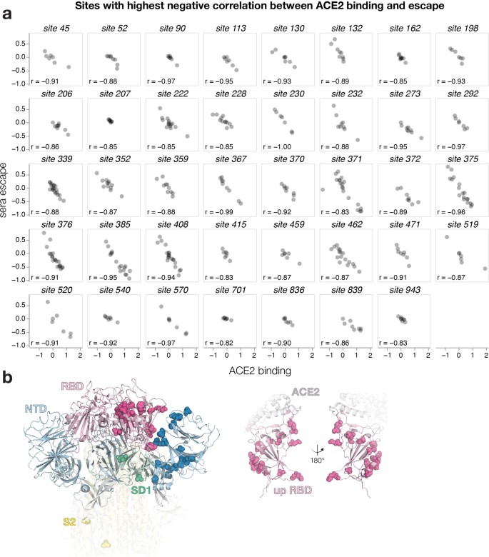 Spike deep mutational scanning helps predict success of SARS-CoV-2 clades | Nature