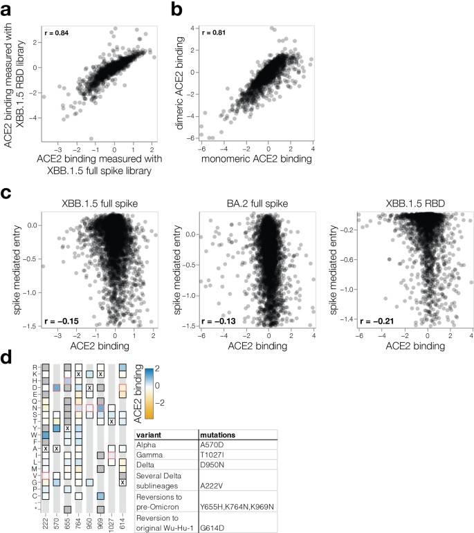 Spike deep mutational scanning helps predict success of SARS-CoV-2 clades | Nature